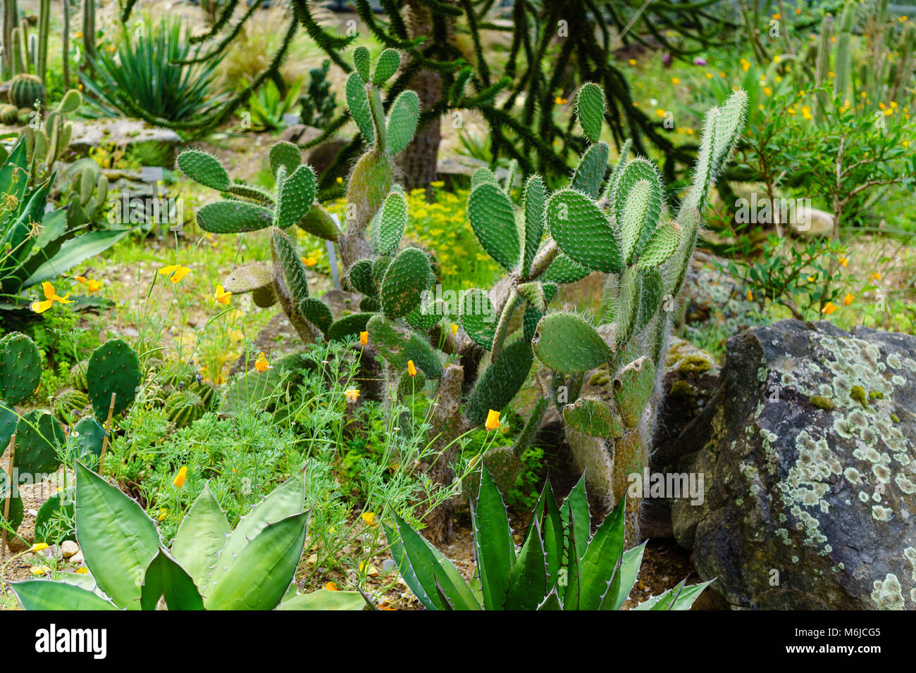 Desert oasis cactus hi-res stock photography and images - Alamy