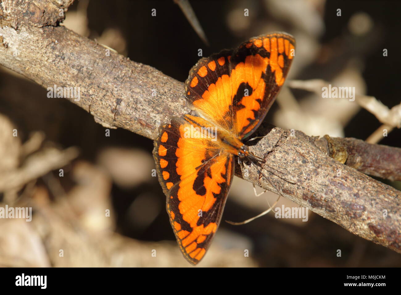 Zimbabwean butterfly hi-res stock photography and images - Alamy