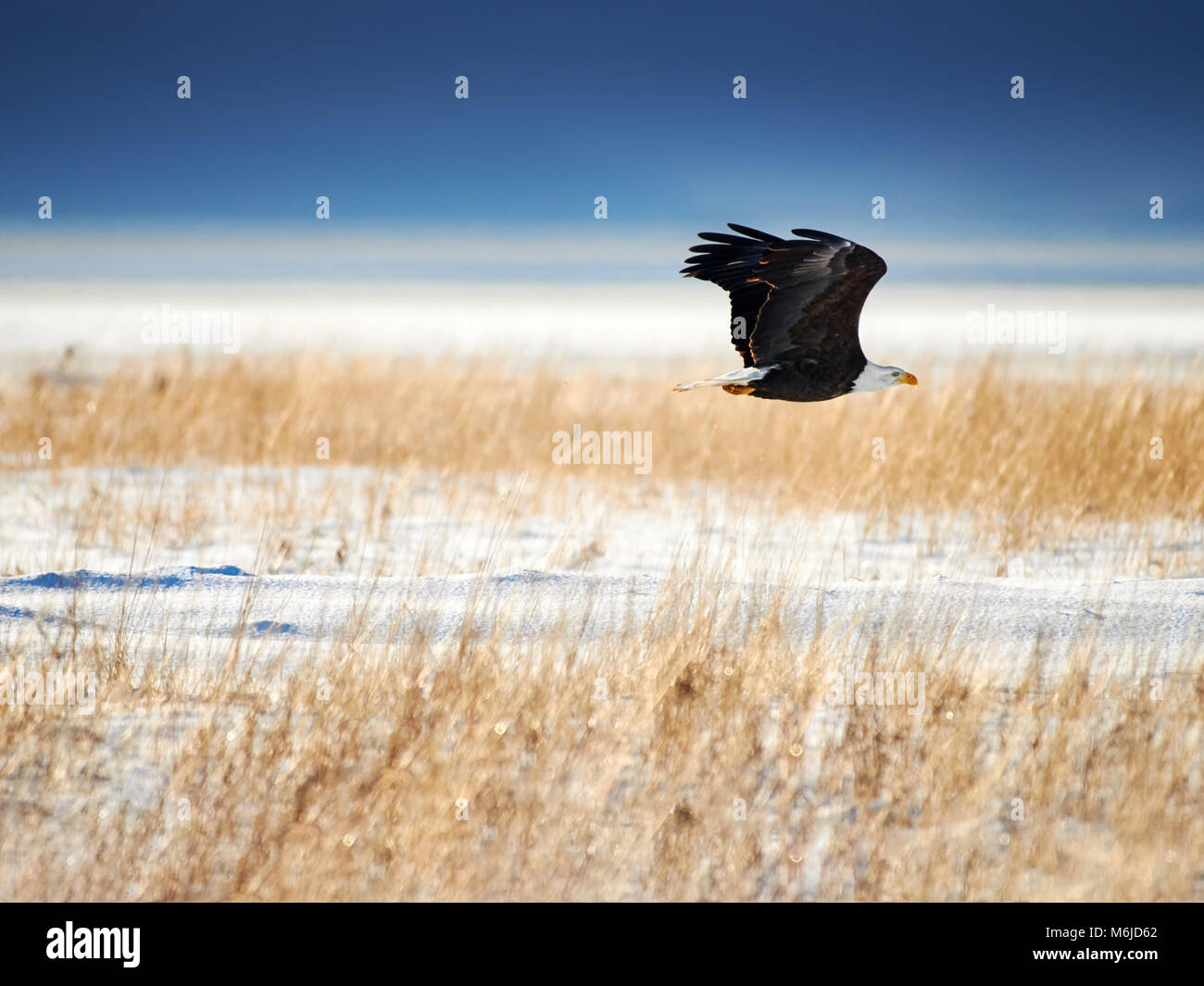 Flying bald eagle fly hi-res stock photography and images - Alamy