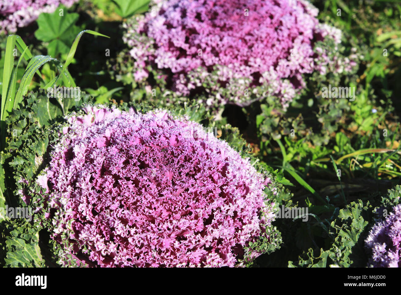 Color Cabbages closeup,beautiful colorful cabbage leaves with dew in ...