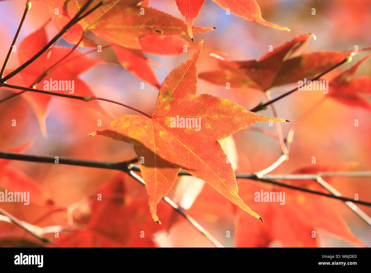 Red maple leaves,many beautiful red maple leaves growing on the tree in ...