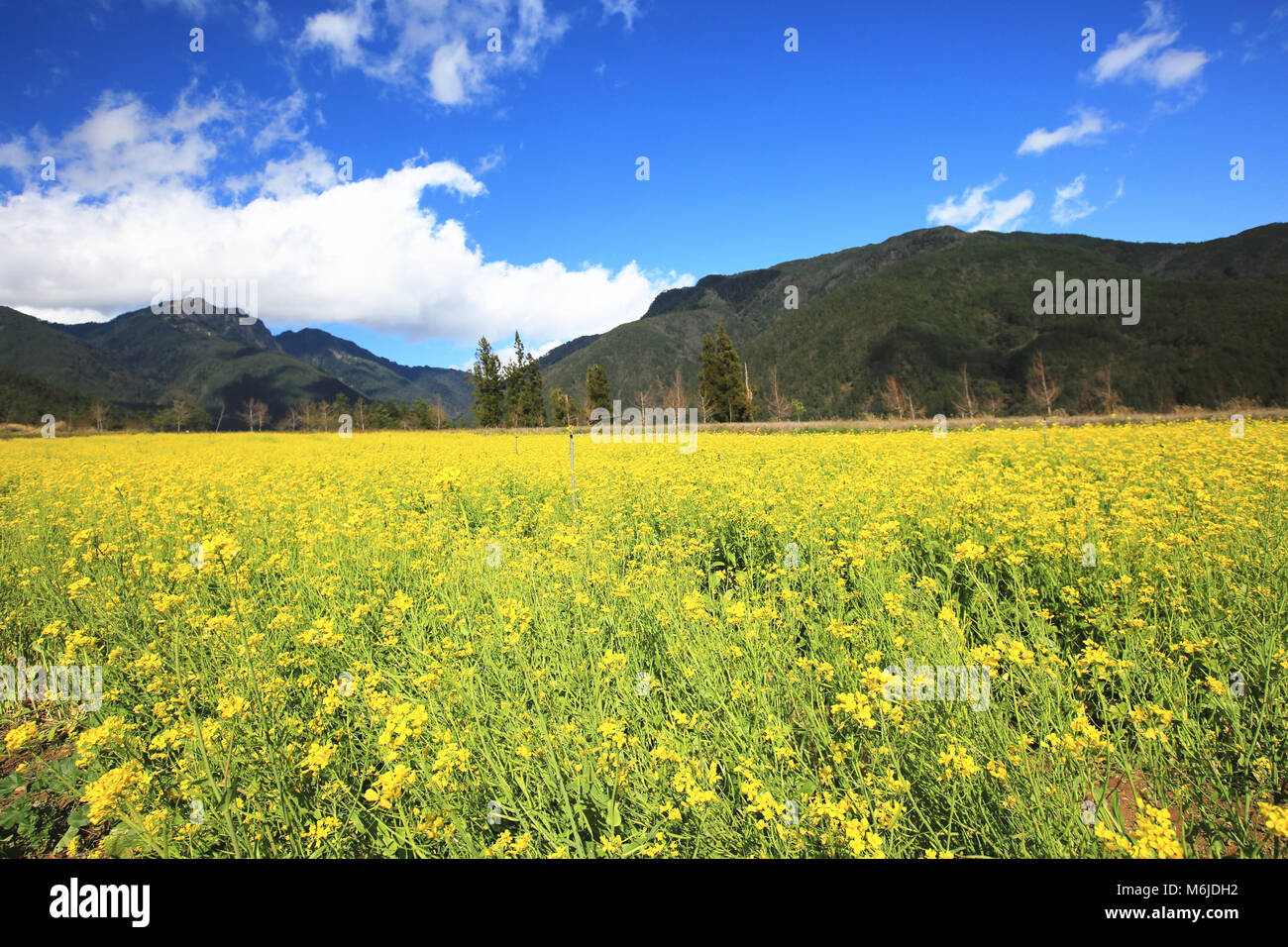 Yellow oilseed rape field,many beautiful yellow rape flowers blooming ...