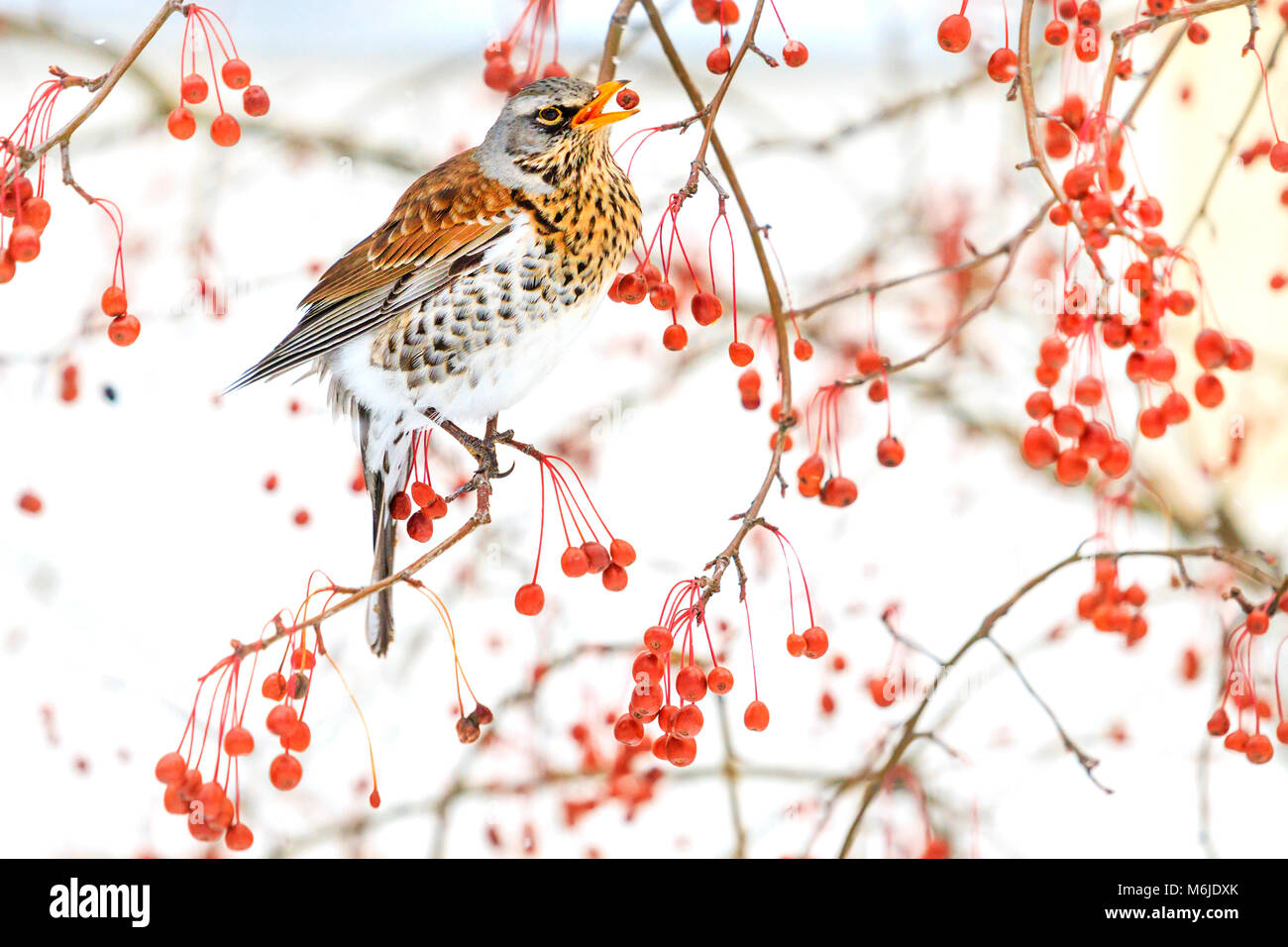 Bird Red Berries Wallpaper