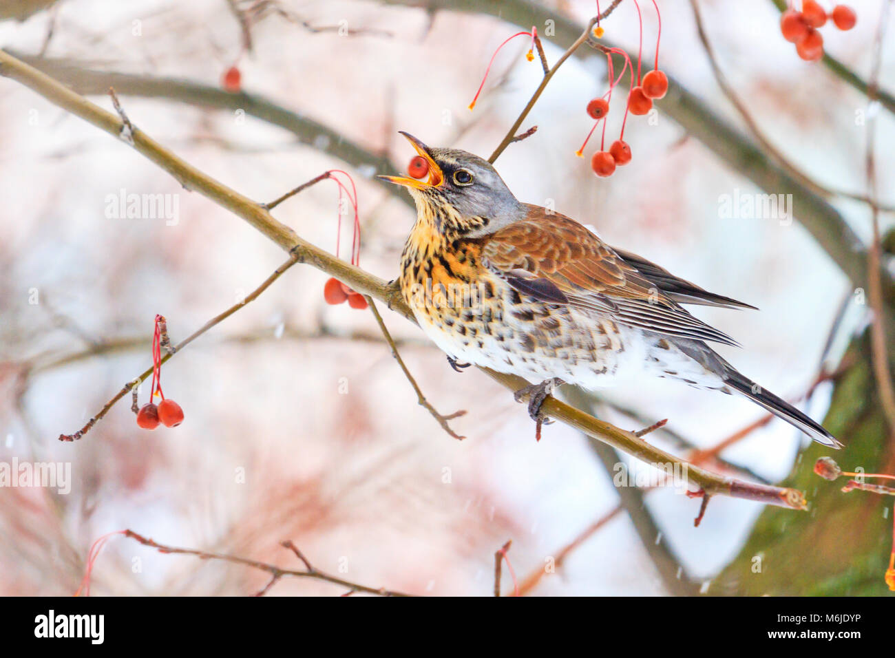 wild bird swallowing red berries , changing the season, wild birds ...