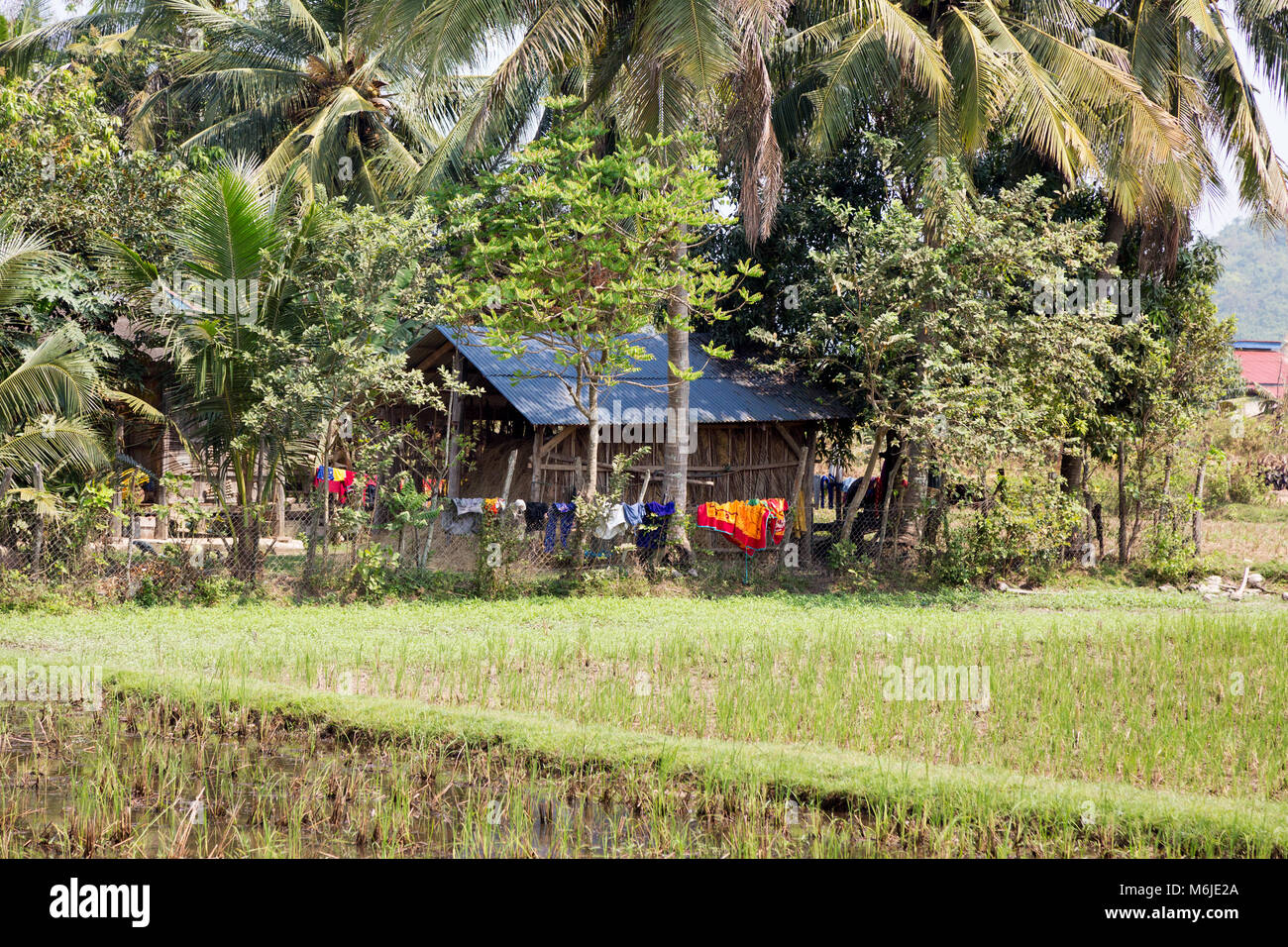 A local house with clothes washing line and rice paddy field, rural ...