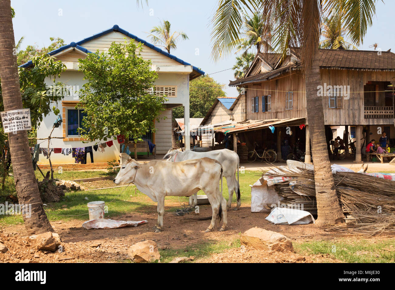 Cambodia street scene in Kampong Cambodia with houses and cattle ...