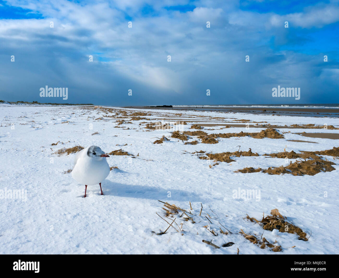 Beach at Titchwell RSPB Nature Reserve Norfolk under snow Stock Photo ...