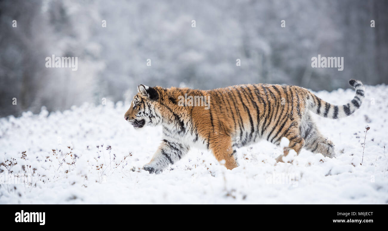 Siberian tiger snow forest hi-res stock photography and images - Alamy