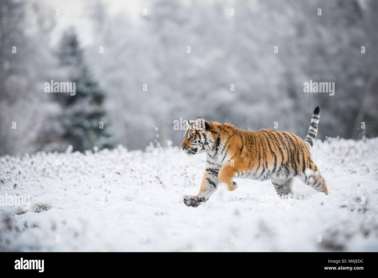 Tiger snow hi-res stock photography and images - Alamy