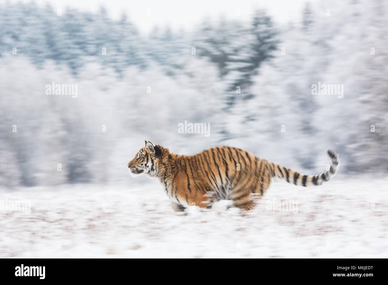 Young Siberian tiger running across snow fields Stock Photo - Alamy