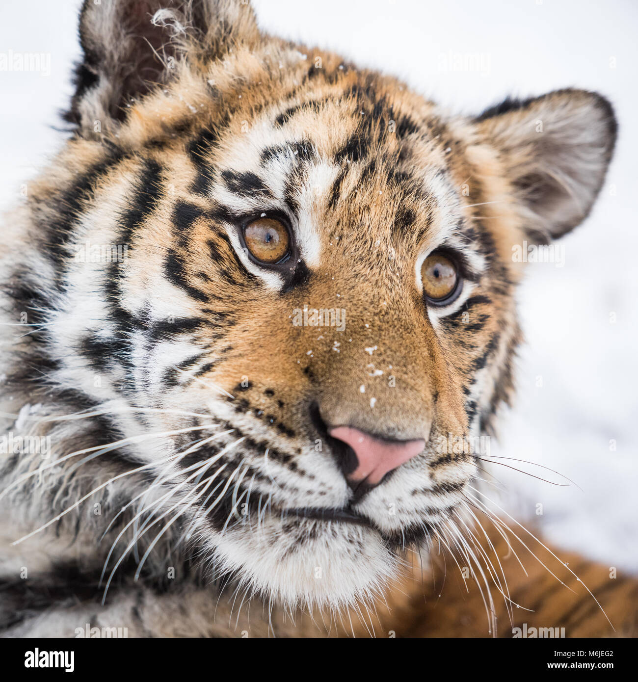 Closeup white tiger head hi-res stock photography and images - Alamy