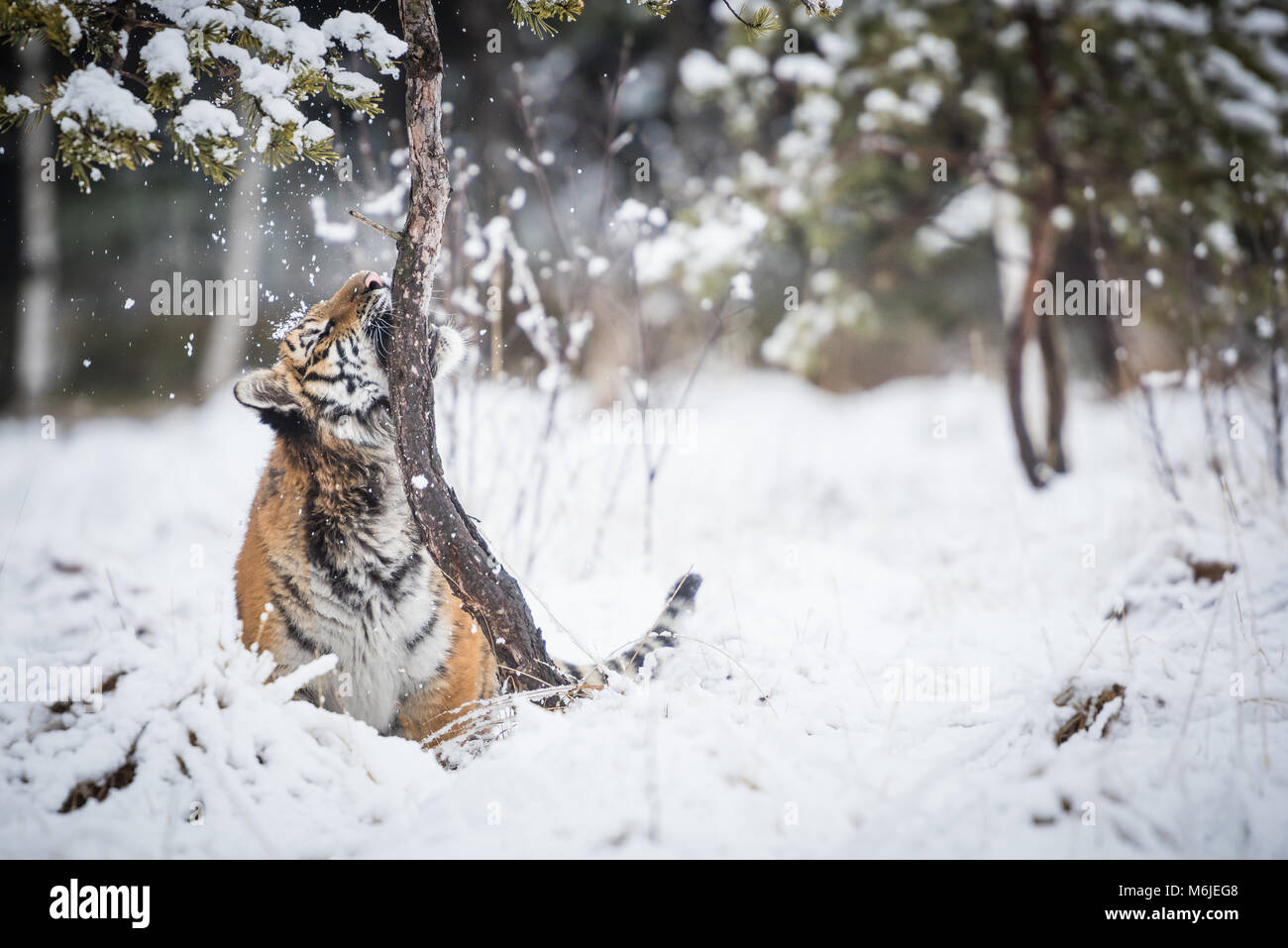 White tiger snow hi-res stock photography and images - Alamy