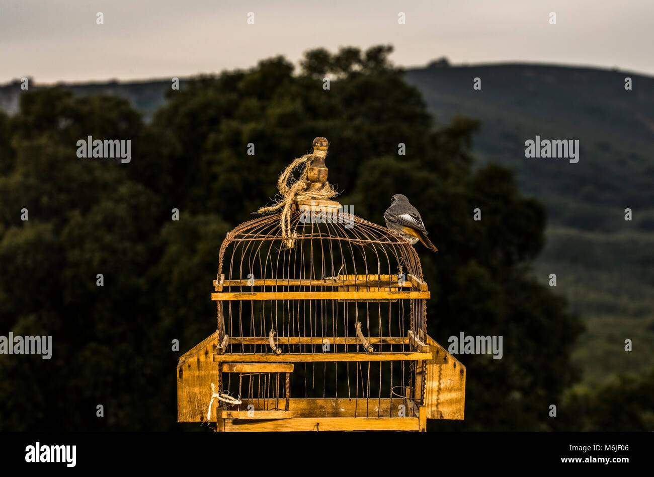 Jail bird hi-res stock photography and images - Alamy