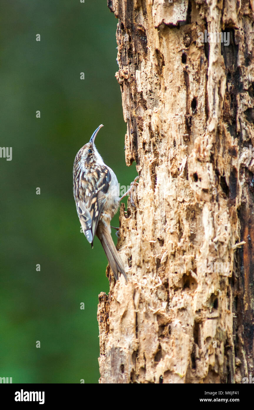 Short-toed Treecreeper (Certhia brachydactyla Stock Photo - Alamy