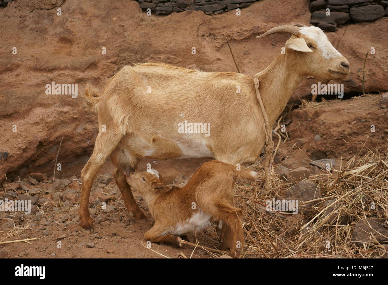 Goat with goatling at the old coastal path from Ponta Do Sol to ...