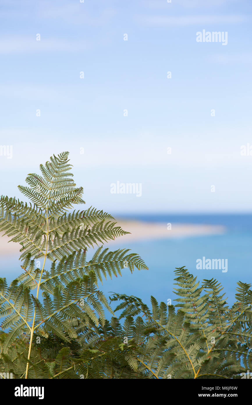 A fern stretches across the frame with a sandy beach , blue sky and ...
