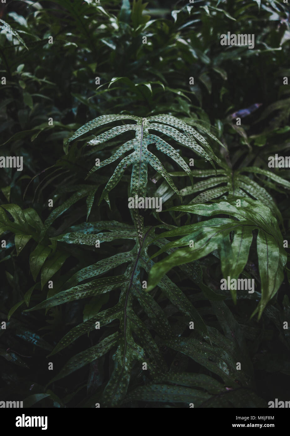 Green plant leaf with raised bumpy pores in a humid environment in ...