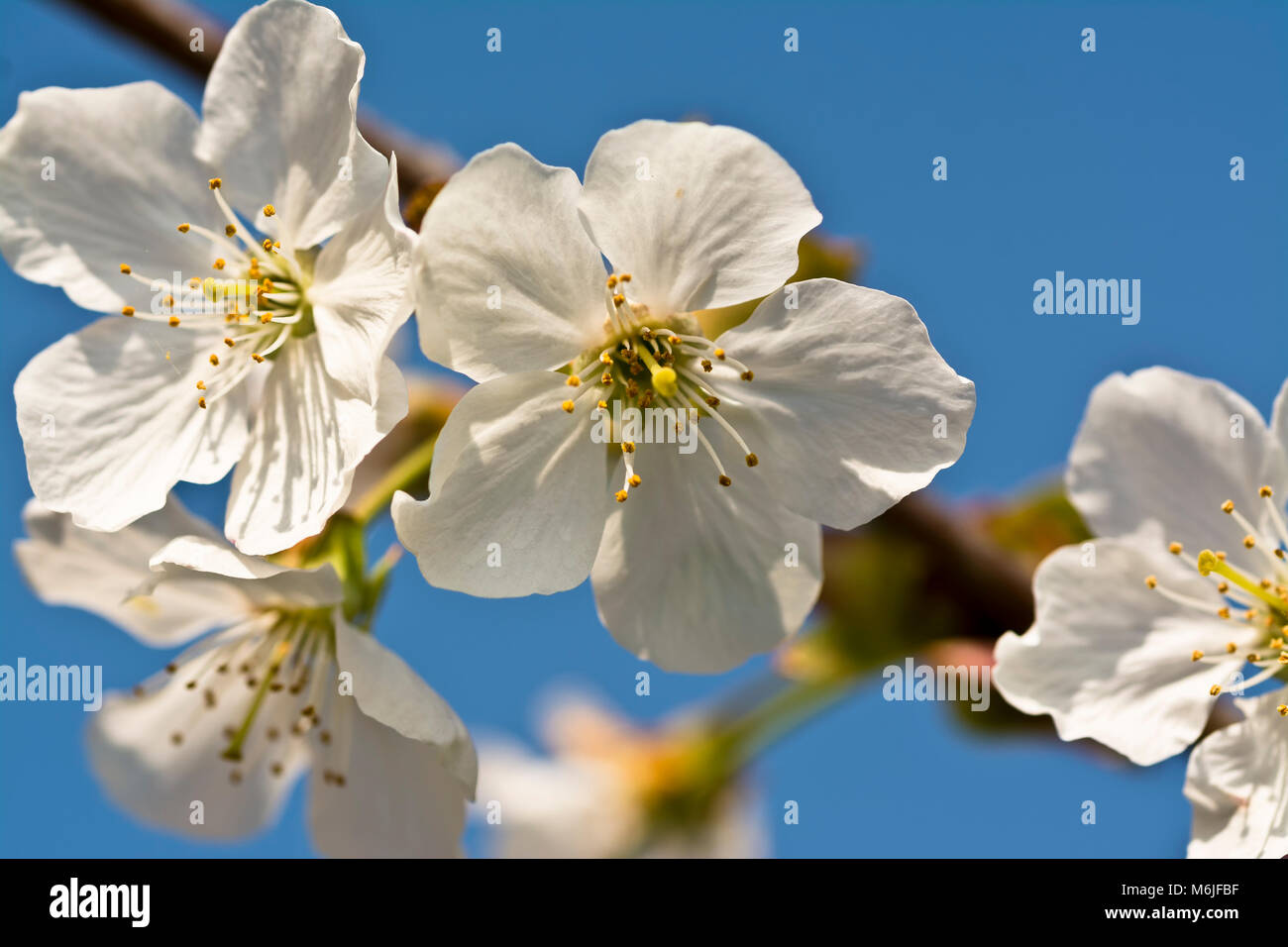 White cherry blossom hi-res stock photography and images - Alamy