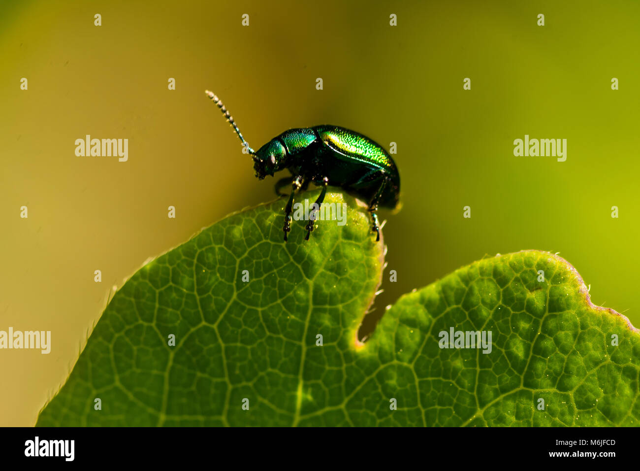 Jewelled beetles hi-res stock photography and images - Alamy