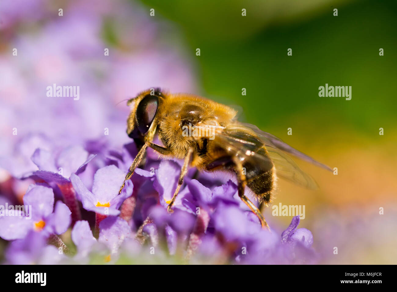 Close up of a Bee on a Buddleia. The details of this bee's compound eye ...