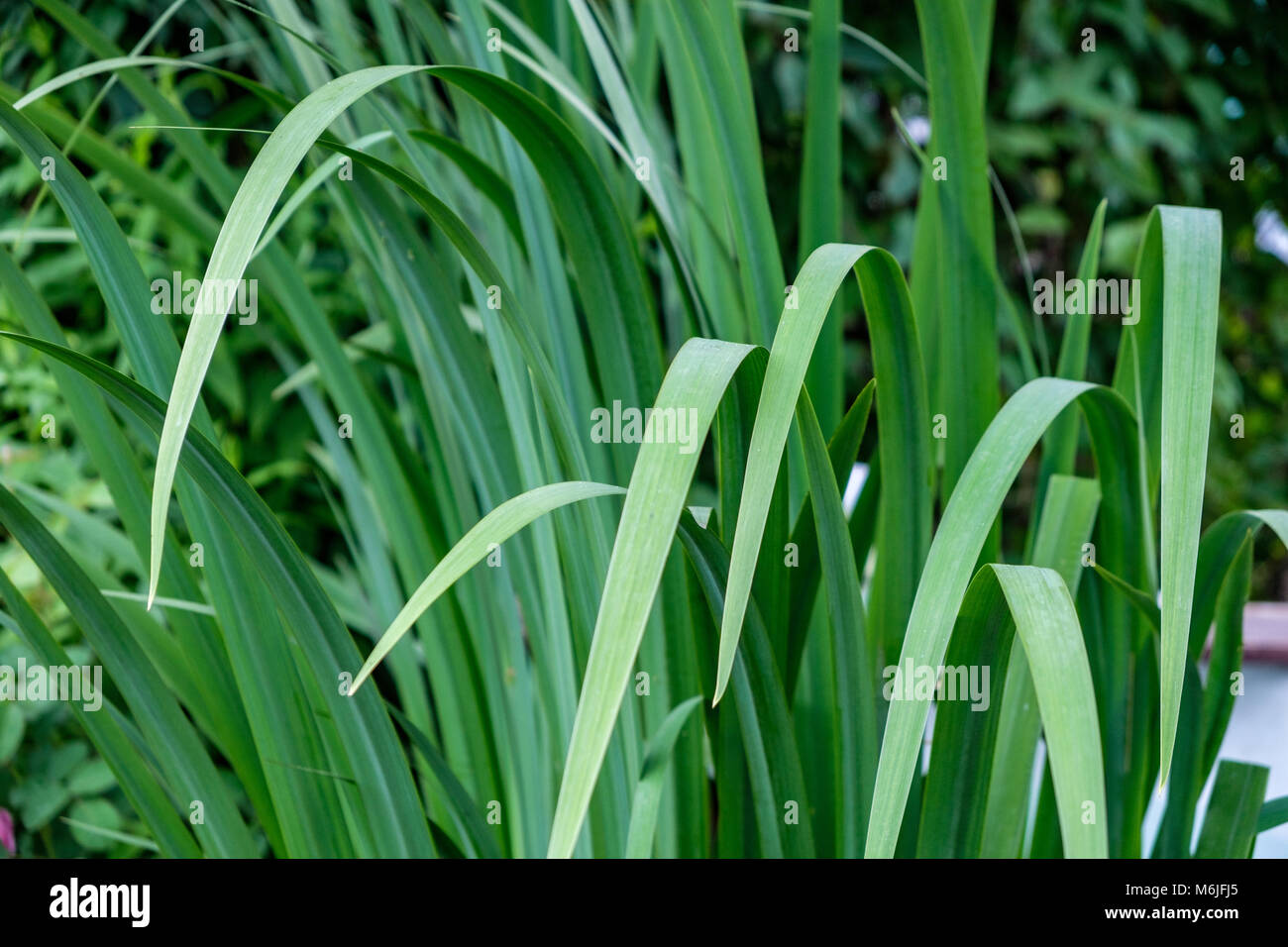 Vibrant green grass blades, standing tall and displaying a mix of ...