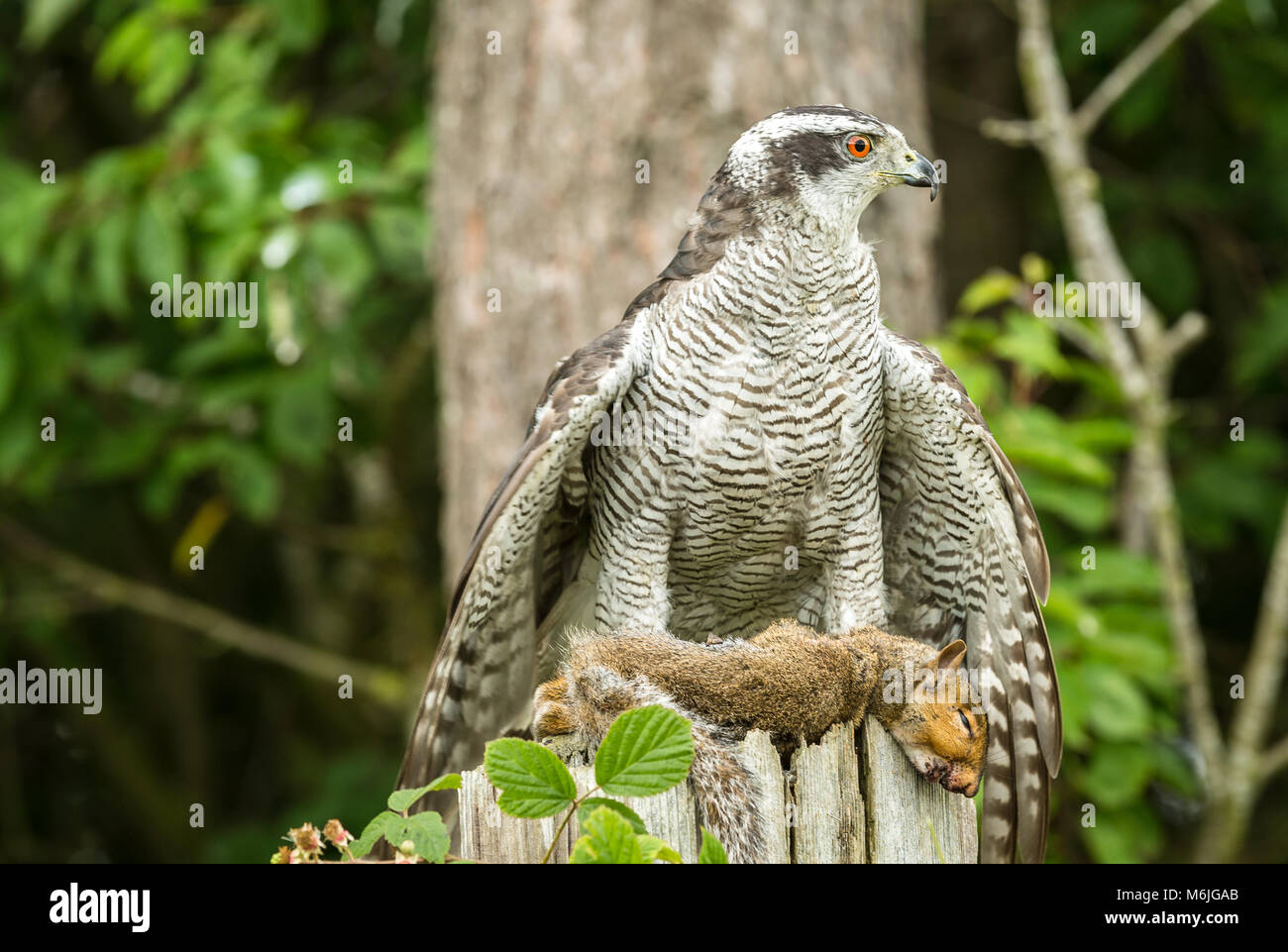 Goshawk on squirrel in woodland setting. The Goshawk is perched on an ...