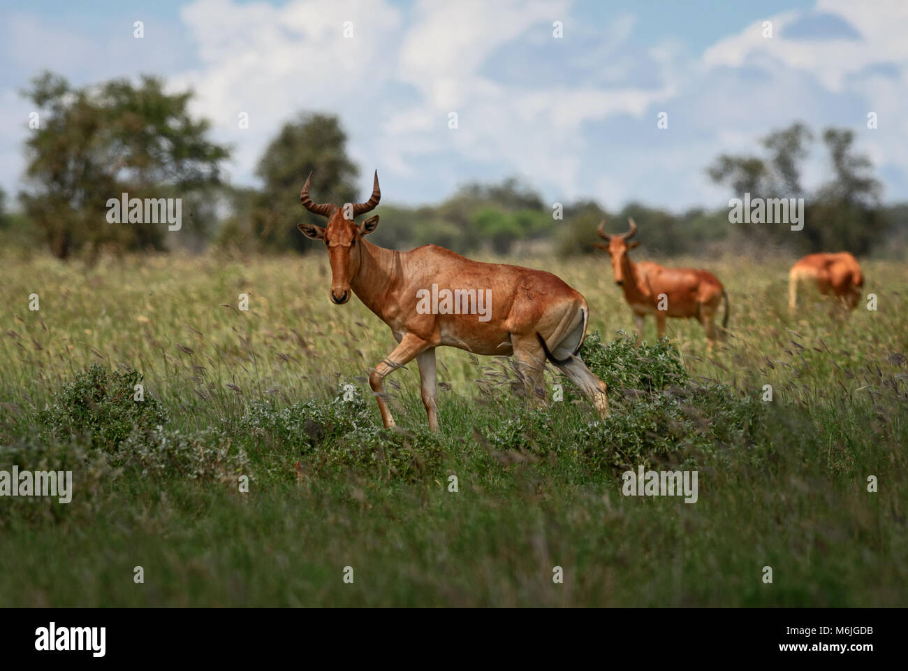 Hartebeest - Alcelaphus buselaphus, large antelope from African savanna ...