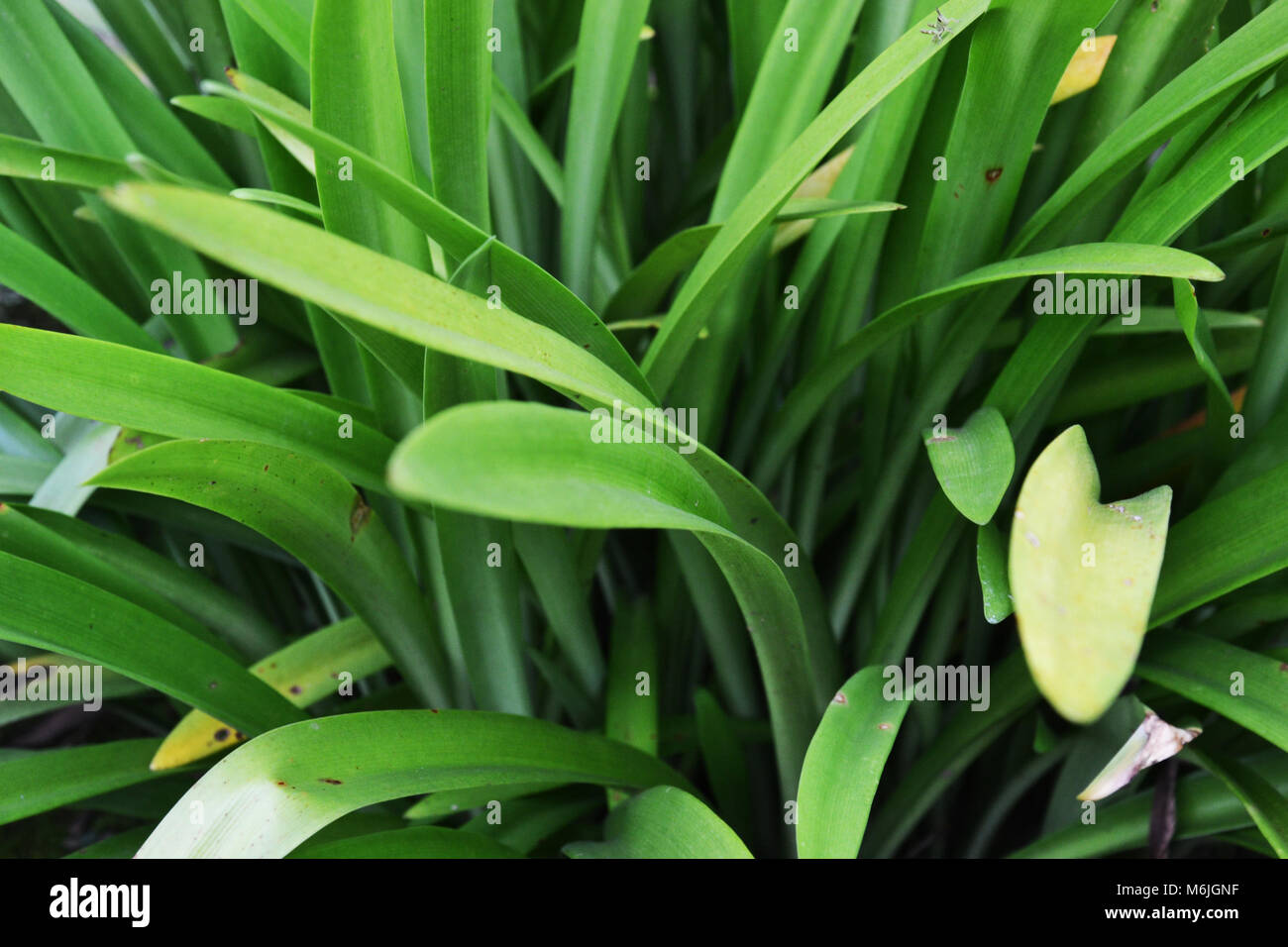 Nature Fresh Leaf Stock Photo - Alamy