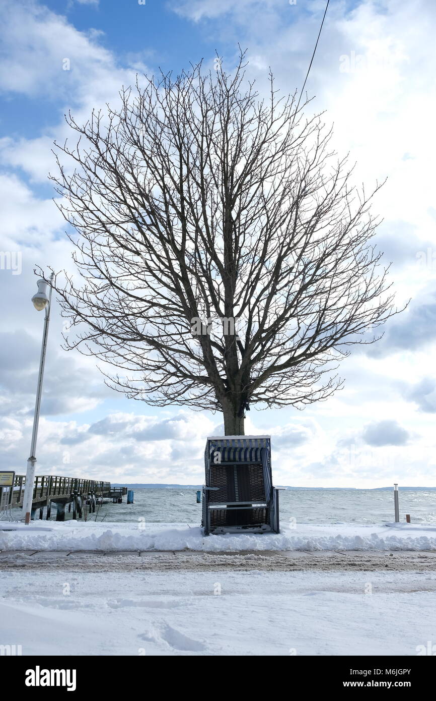 tree in the sun Stock Photo - Alamy