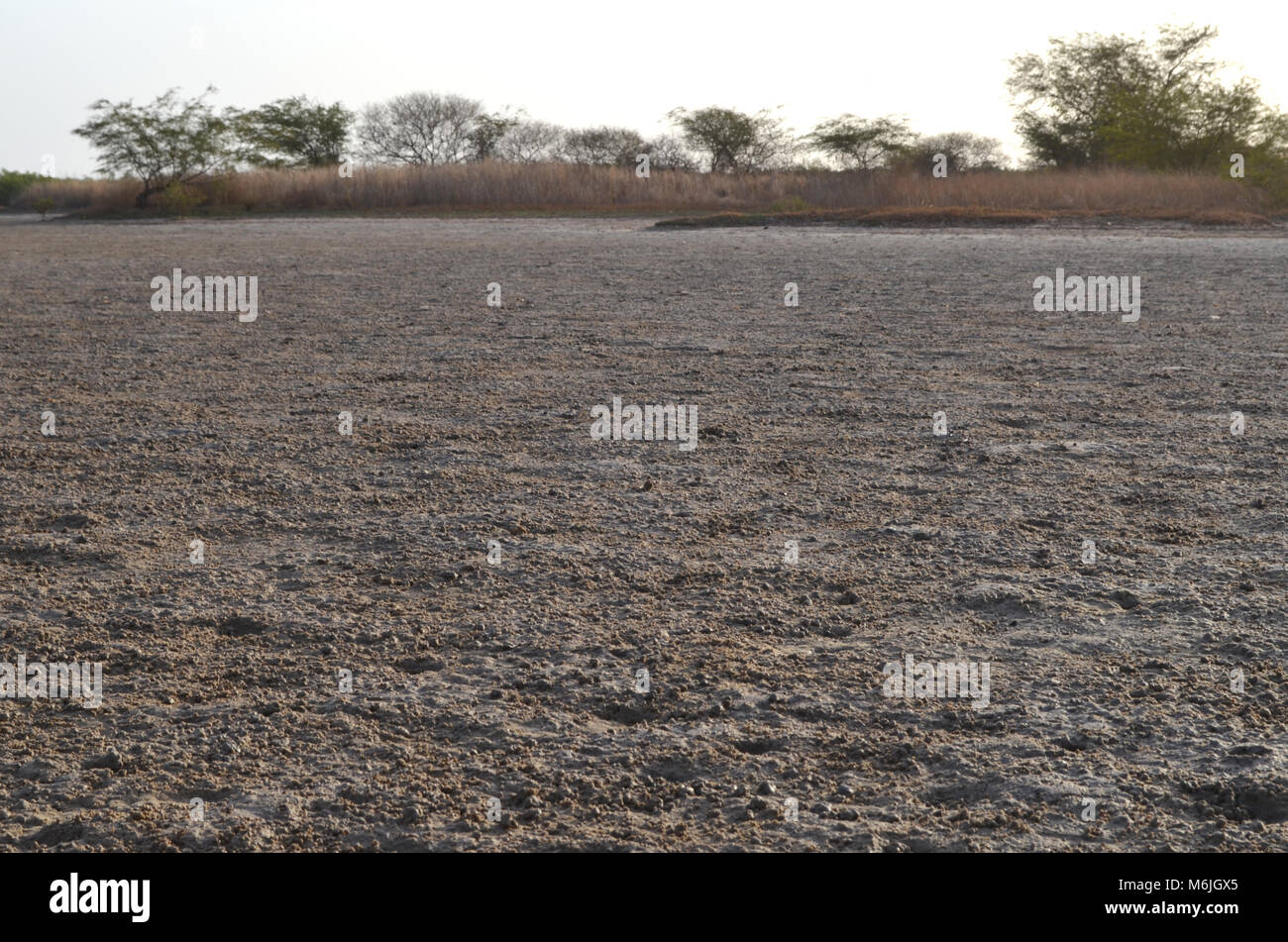 Dry savanna habitat in the Sahel belt region (Senegal, Western Africa ...