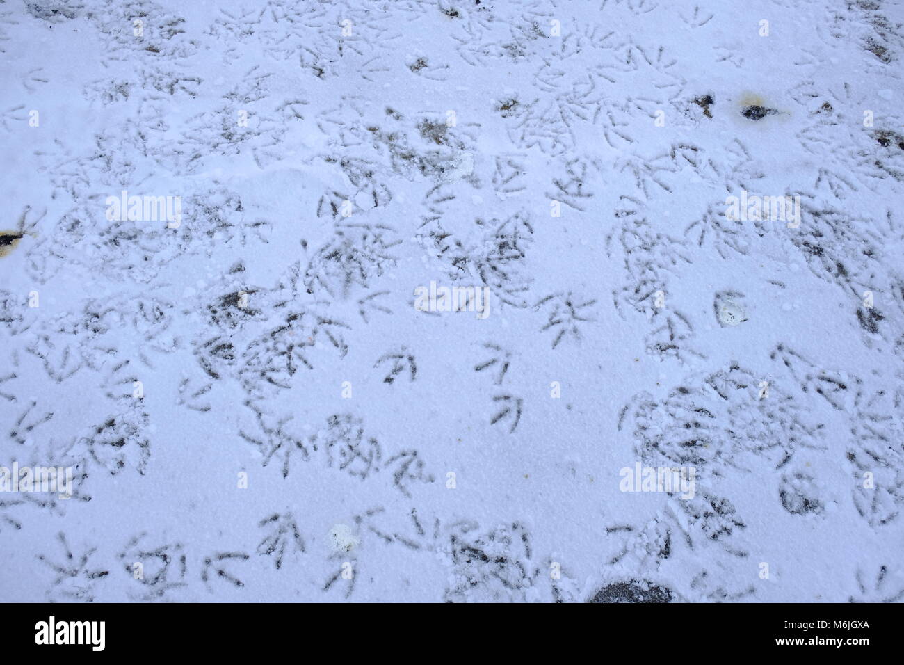 snow and rock Stock Photo - Alamy