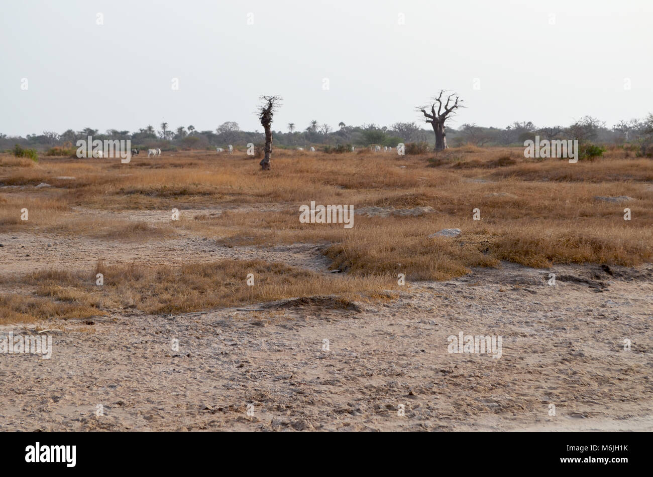 Dry savanna habitat in the Sahel belt region (Senegal, Western Africa ...