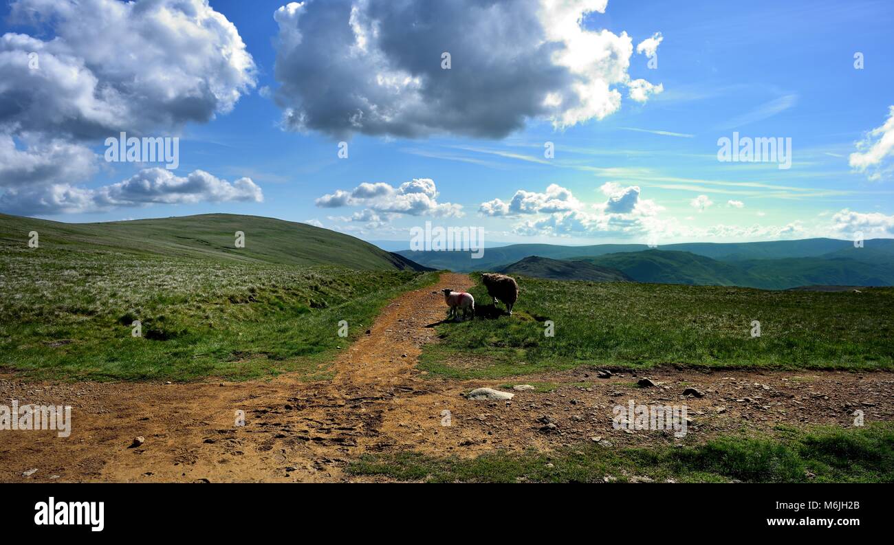 Lamb and sheep on Sticks Pass Stock Photo - Alamy