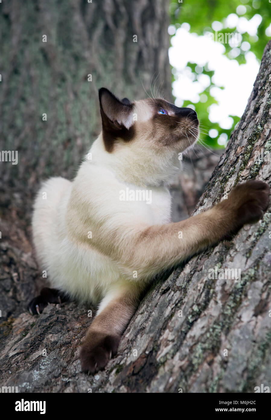 short haired young cat, kitten, seal point color on a tree trunk Stock ...
