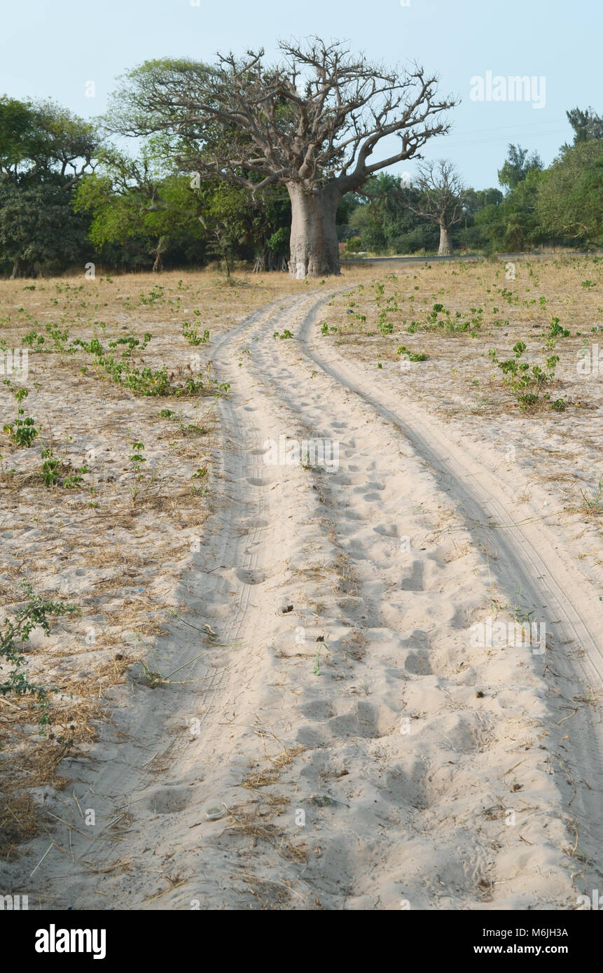 Dry savanna habitat in the Sahel belt region (Senegal, Western Africa ...