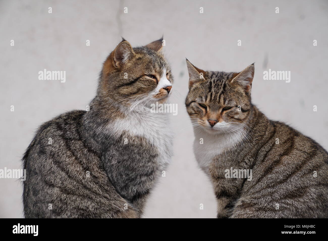 Two Cats Sitting Together