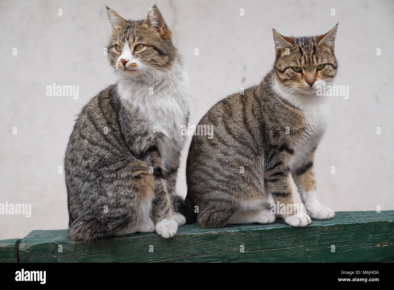 Two cats sitting together hi-res stock photography and images - Alamy