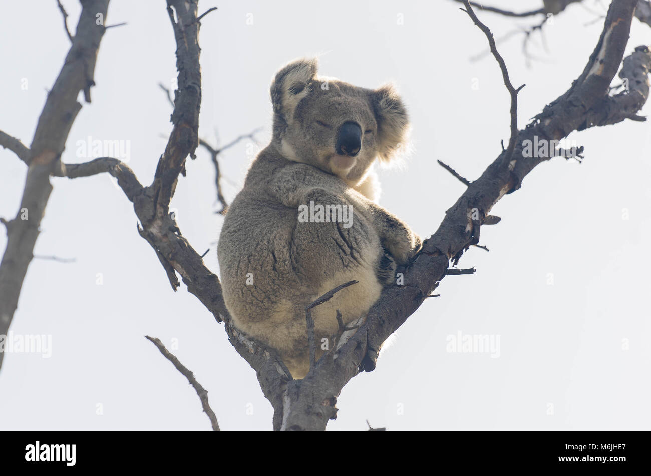 A sleepy koala in the morning in the Great Otway National Park ...