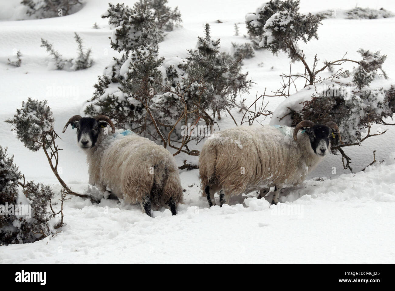 Sheep forage for food in the snow near Fintry as the cold weather ...