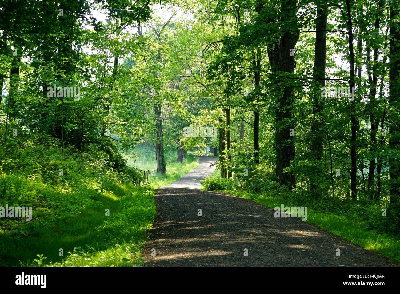 A shady path in the Rockefeller State Park Preserve, Westchester, New ...