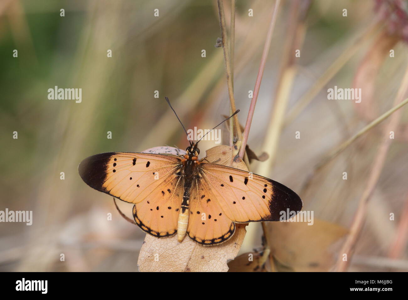 Acraea calderena calderena Stock Photo - Alamy