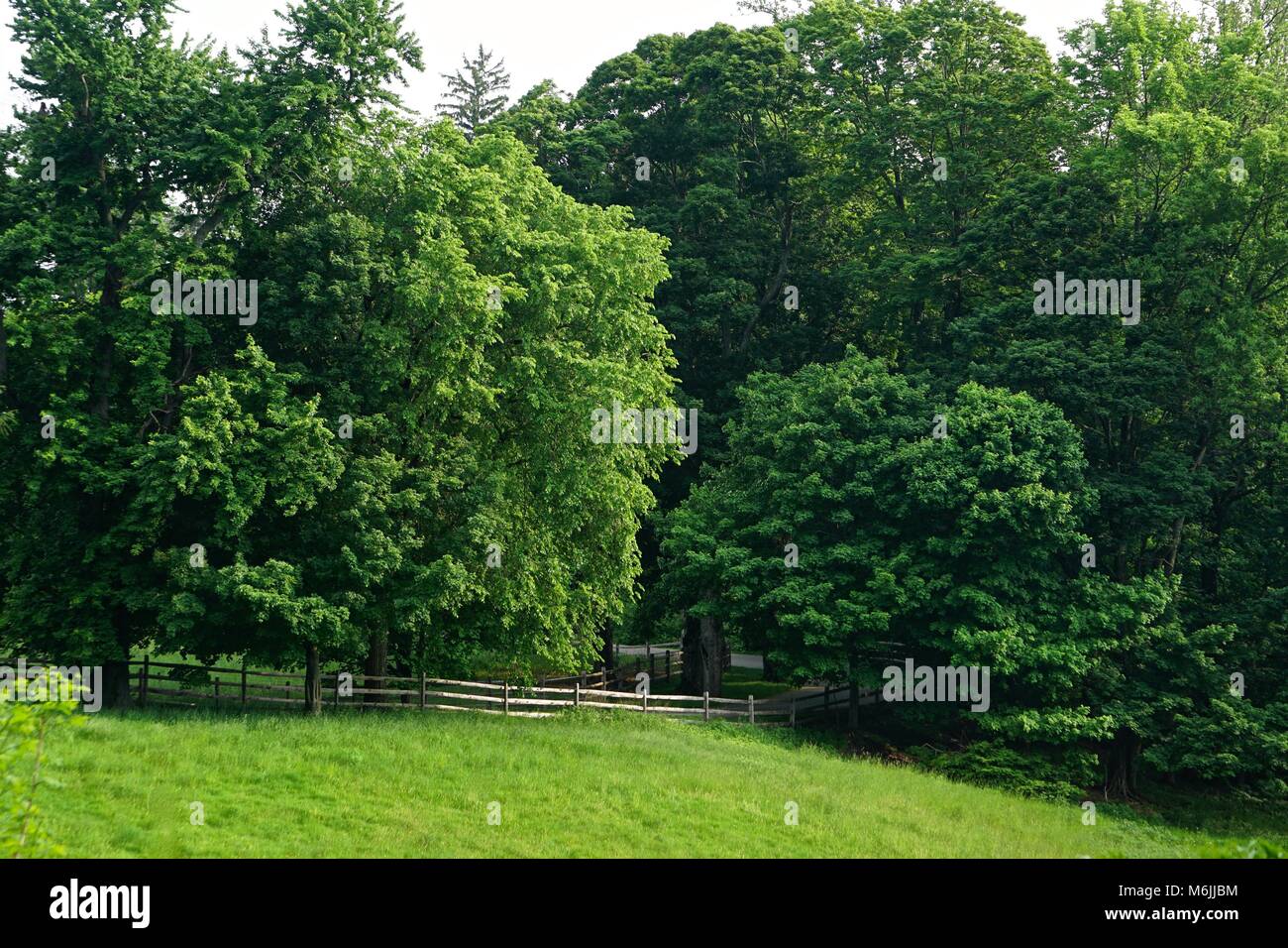 Trees, fences, and a field in the Rockefeller State Park Preserve ...