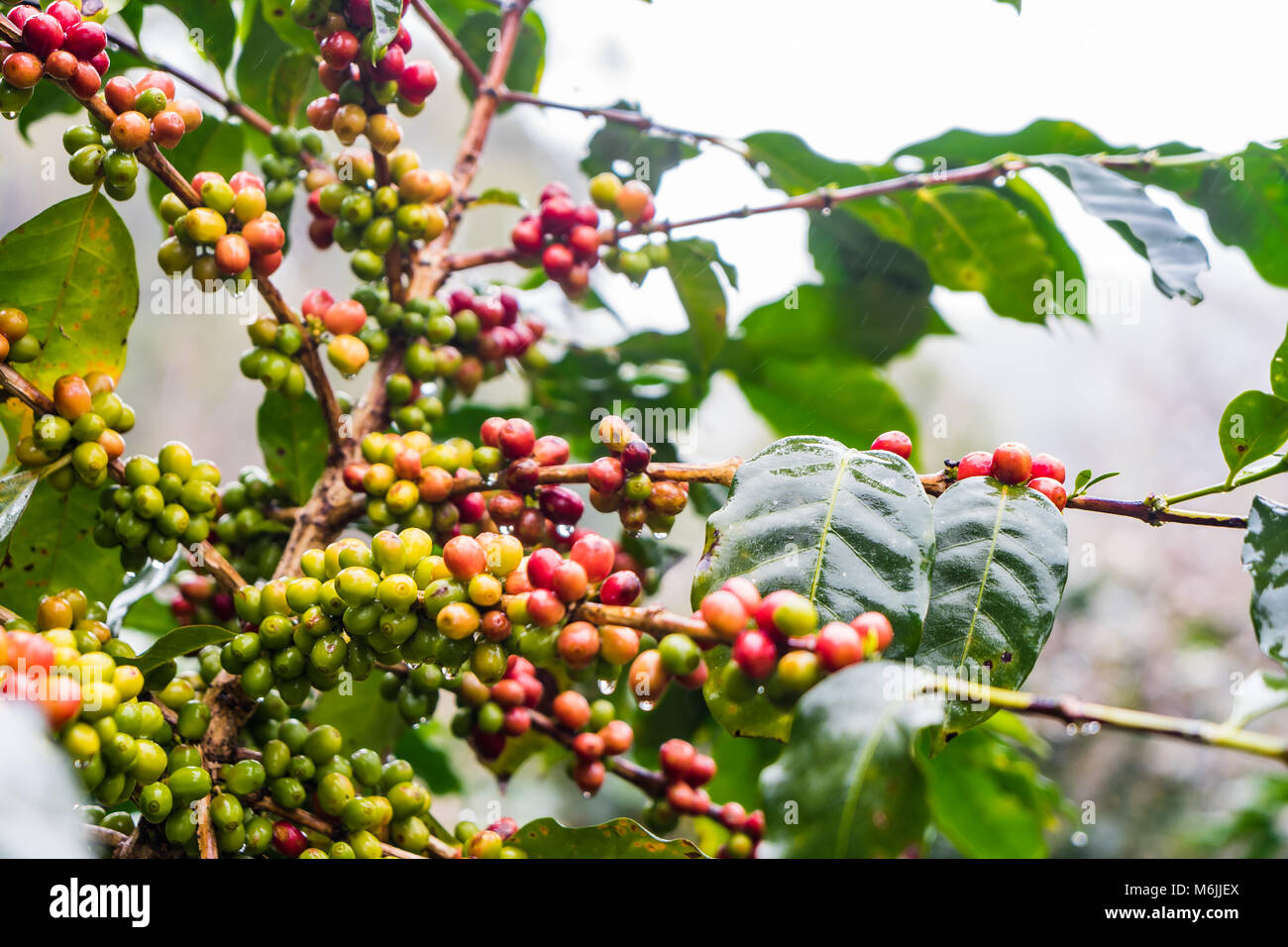Coffea Arabica plantation, Coffee beans ripening on the rainy day with ...