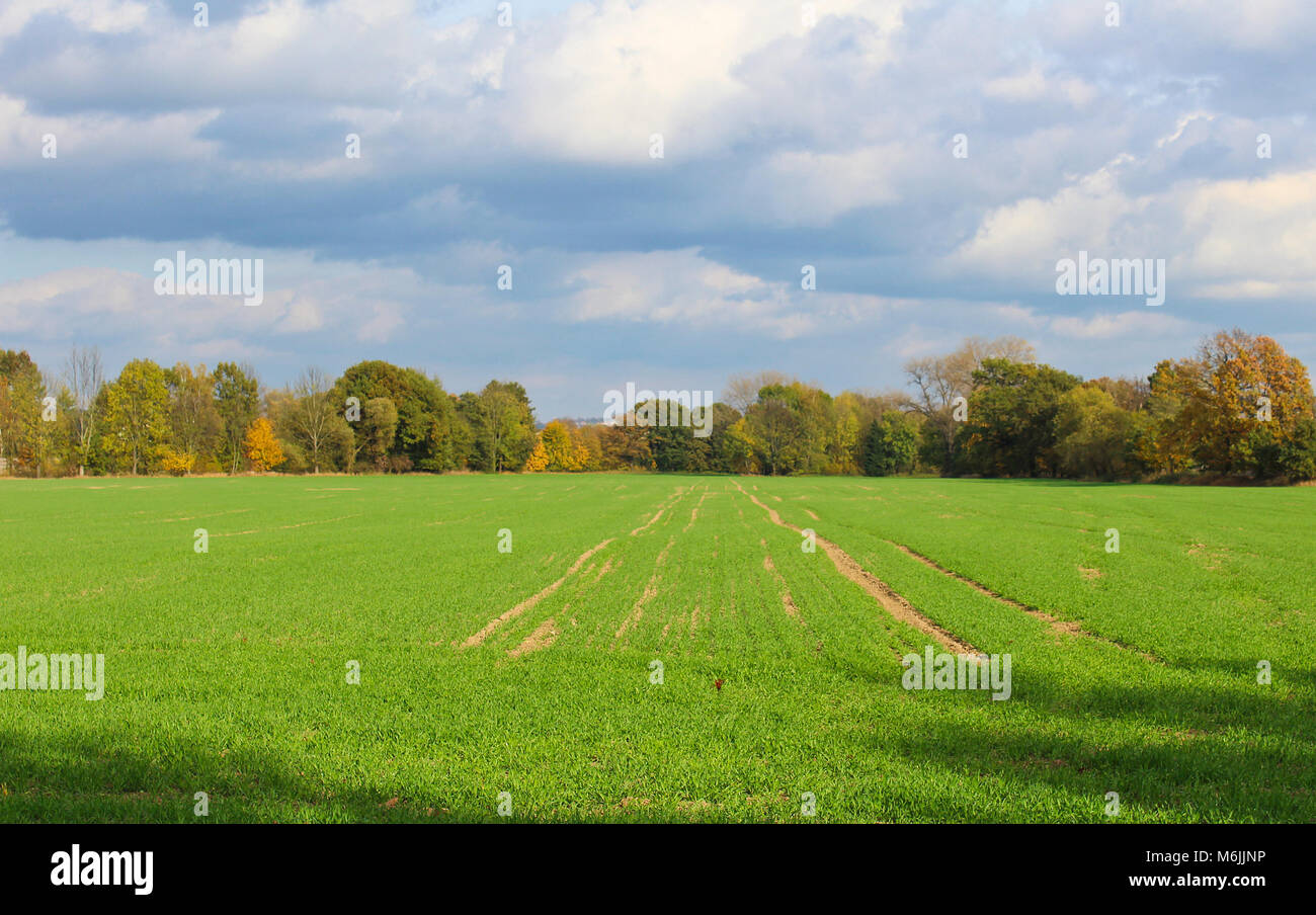 Grass field with autumn trees and cloud sky. Czech landscape Stock ...