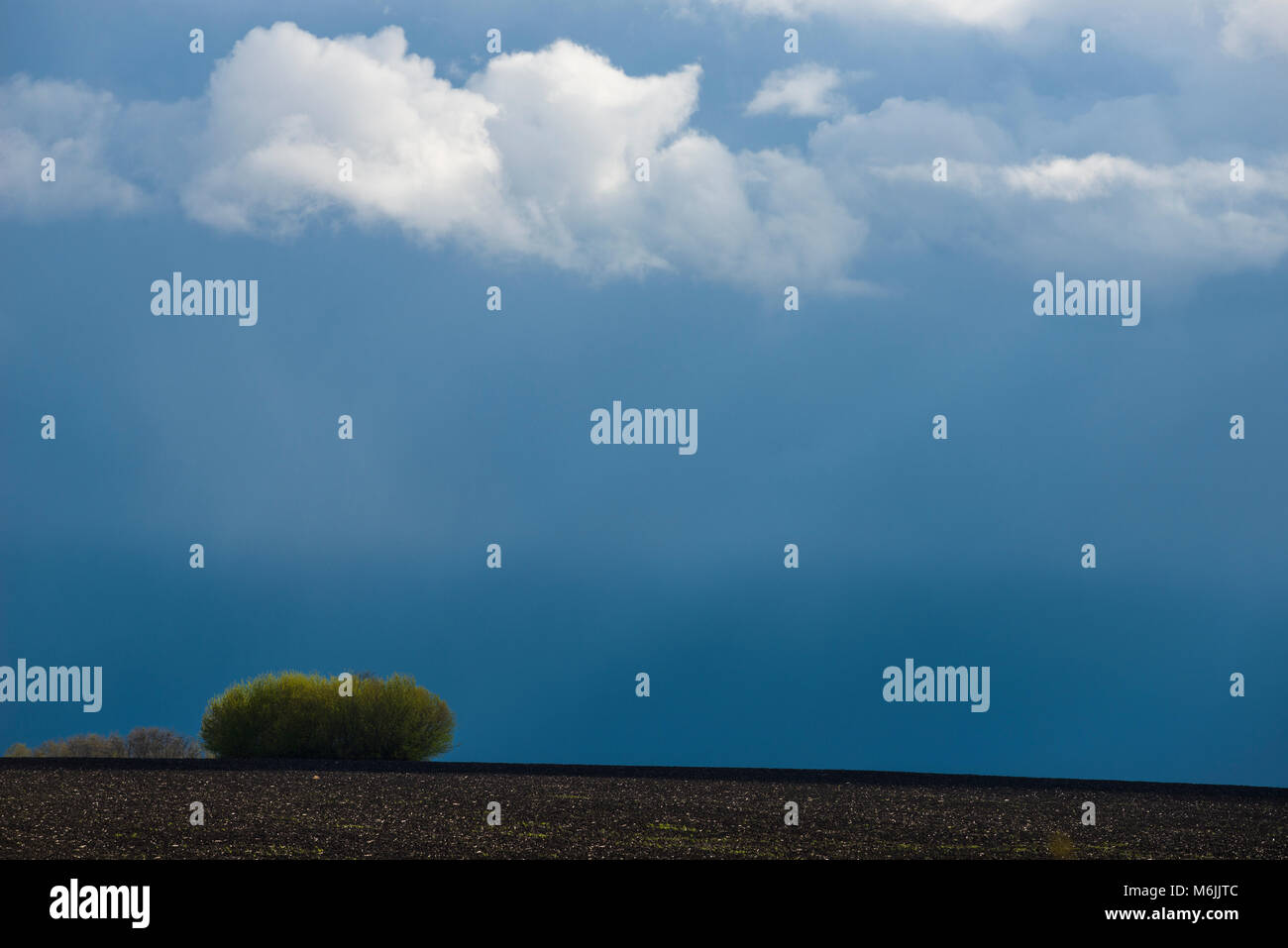 Ukraine, spring time. Lonely bush at the wide field of freshly ploughed ...