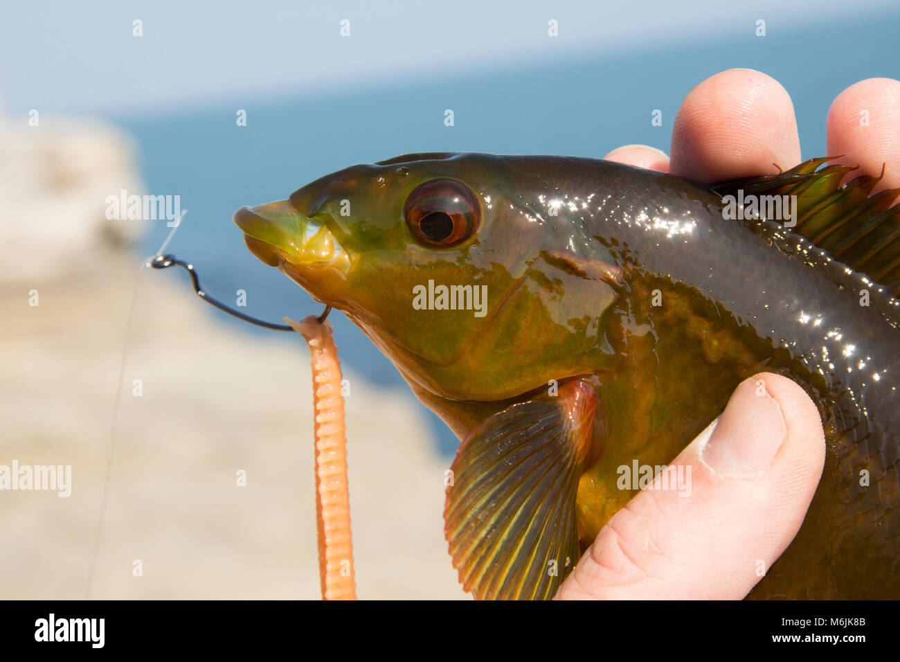 A Ballan wrasse, Labrus bergylta, caught lure fishing around Portland ...