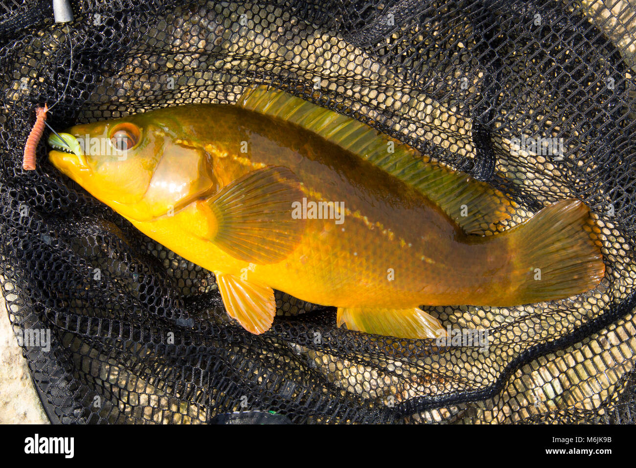 A Ballan wrasse, Labrus bergylta, caught lure fishing around Portland ...