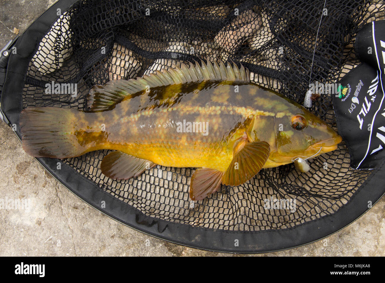 A Ballan wrasse, Labrus bergylta, caught lure fishing around Portland ...