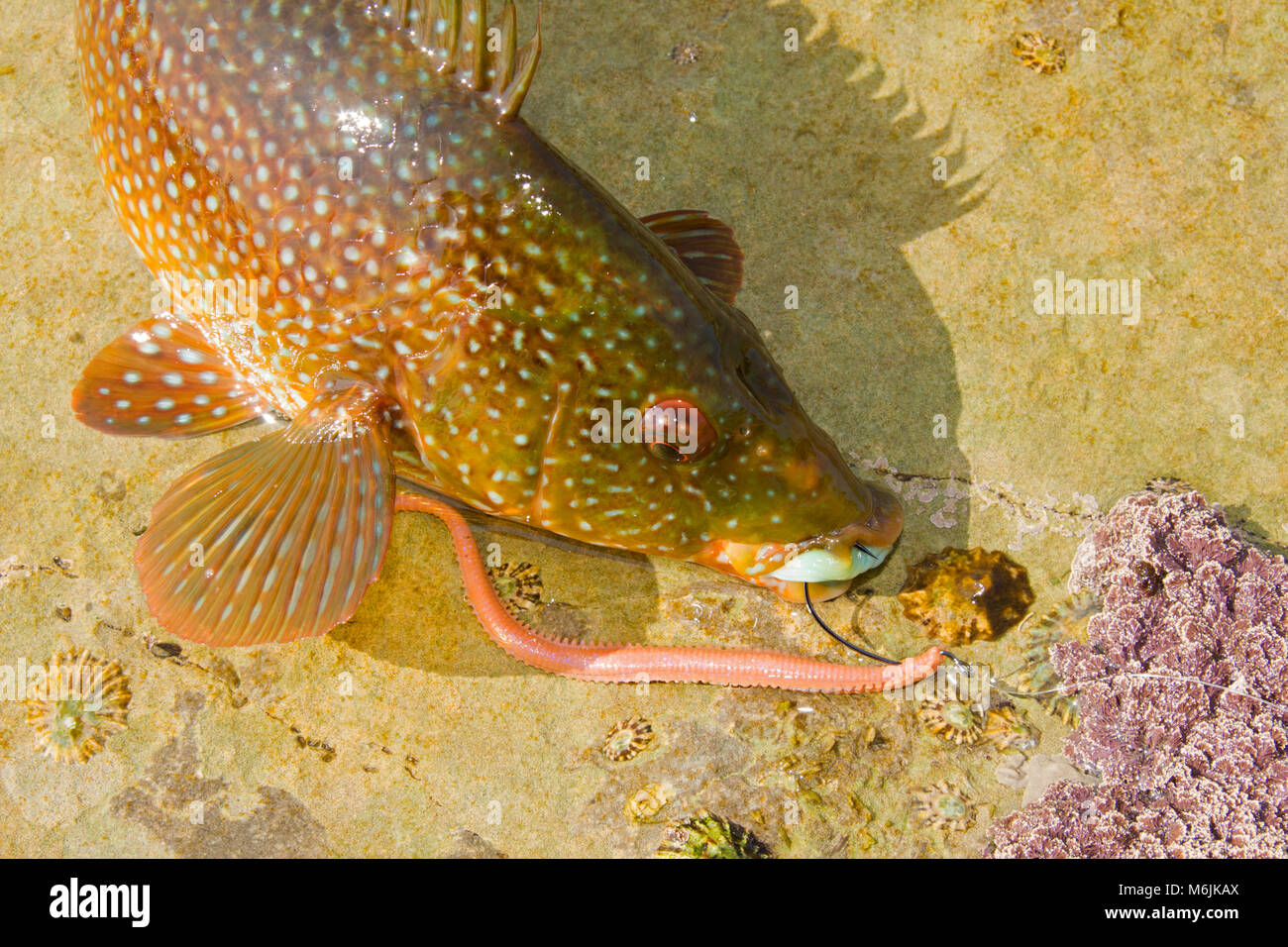 A Ballan wrasse, Labrus bergylta, caught lure fishing around Portland ...