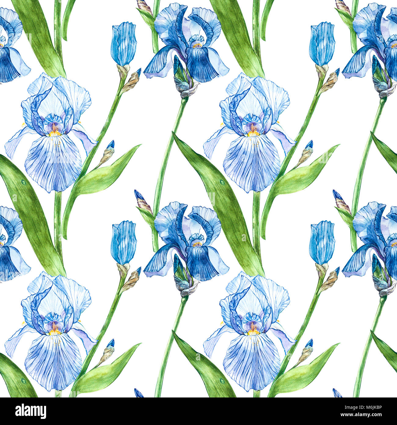 Flowers of Iris. Watercolor hand drawn botanical illustration of ...